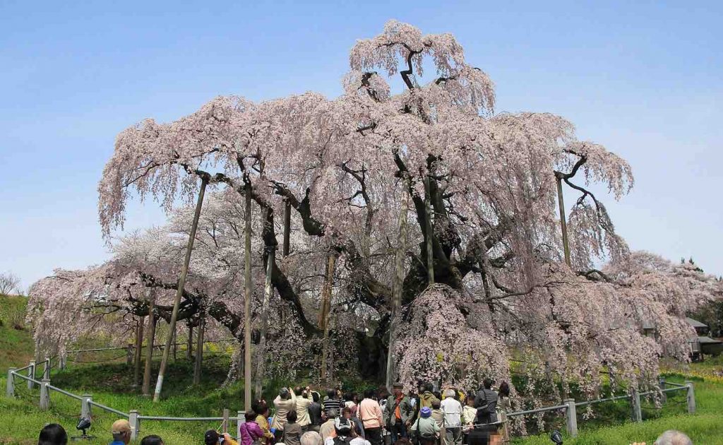 This 1,000-Year-old Cherry Tree in Japan is a Role Model for Resilience ...