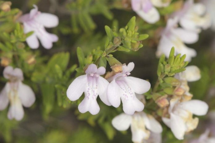 Conservationists Rejoicing Over Discovery of ‘Ultra-Rare’ Blue Bee ...