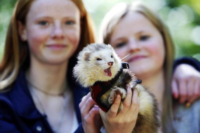 Pet Ferret Helped Donate Thousands of Books to Kids By Finishing a Full ...