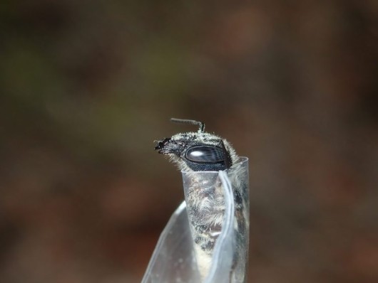 Conservationists Rejoicing Over Discovery of ‘Ultra-Rare’ Blue Bee ...