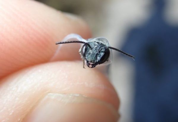 Conservationists Rejoicing Over Discovery of ‘Ultra-Rare’ Blue Bee ...