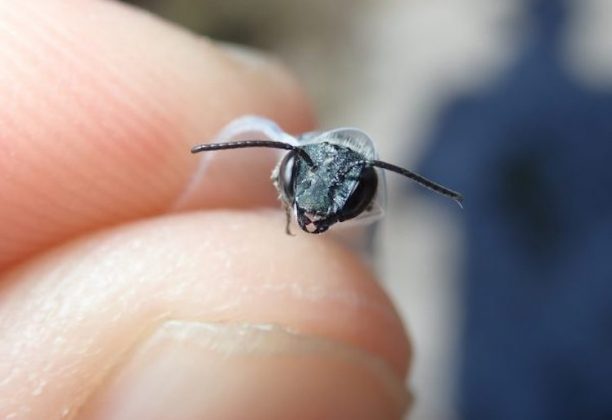 Conservationists Rejoicing Over Discovery of ‘Ultra-Rare’ Blue Bee ...