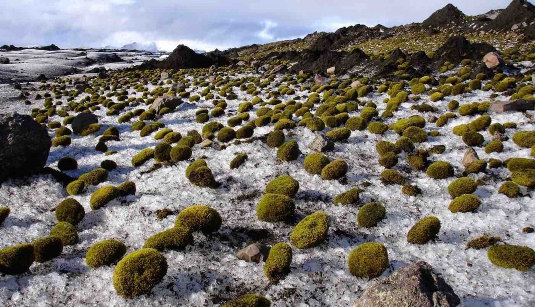 Traveling Green ‘Glacier Mice’ Charm Scientists With Reminder That the ...