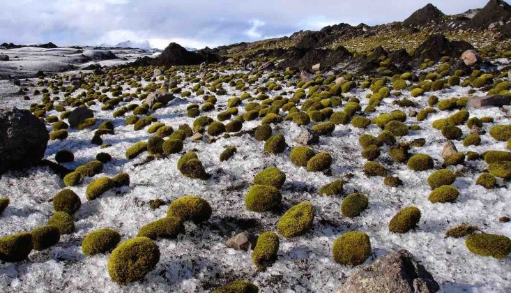 Traveling Green ‘Glacier Mice’ Charm Scientists With Reminder That the ...