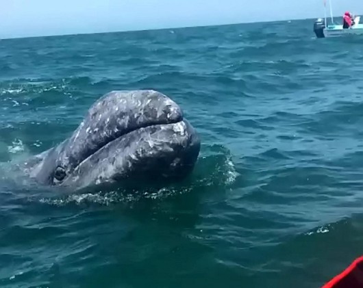 A Curious Baby Whale Gives Passengers Their Moment of a Lifetime With ...