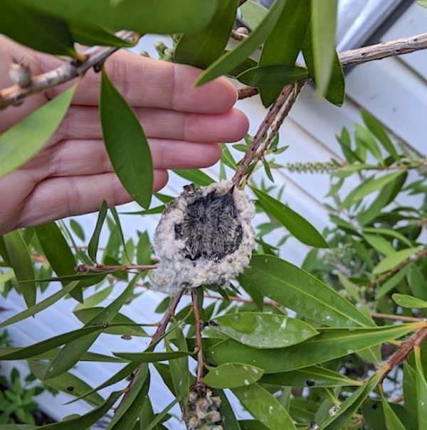 Watching This Hummingbird Mama With Her Newborns is Just What We Needed ...