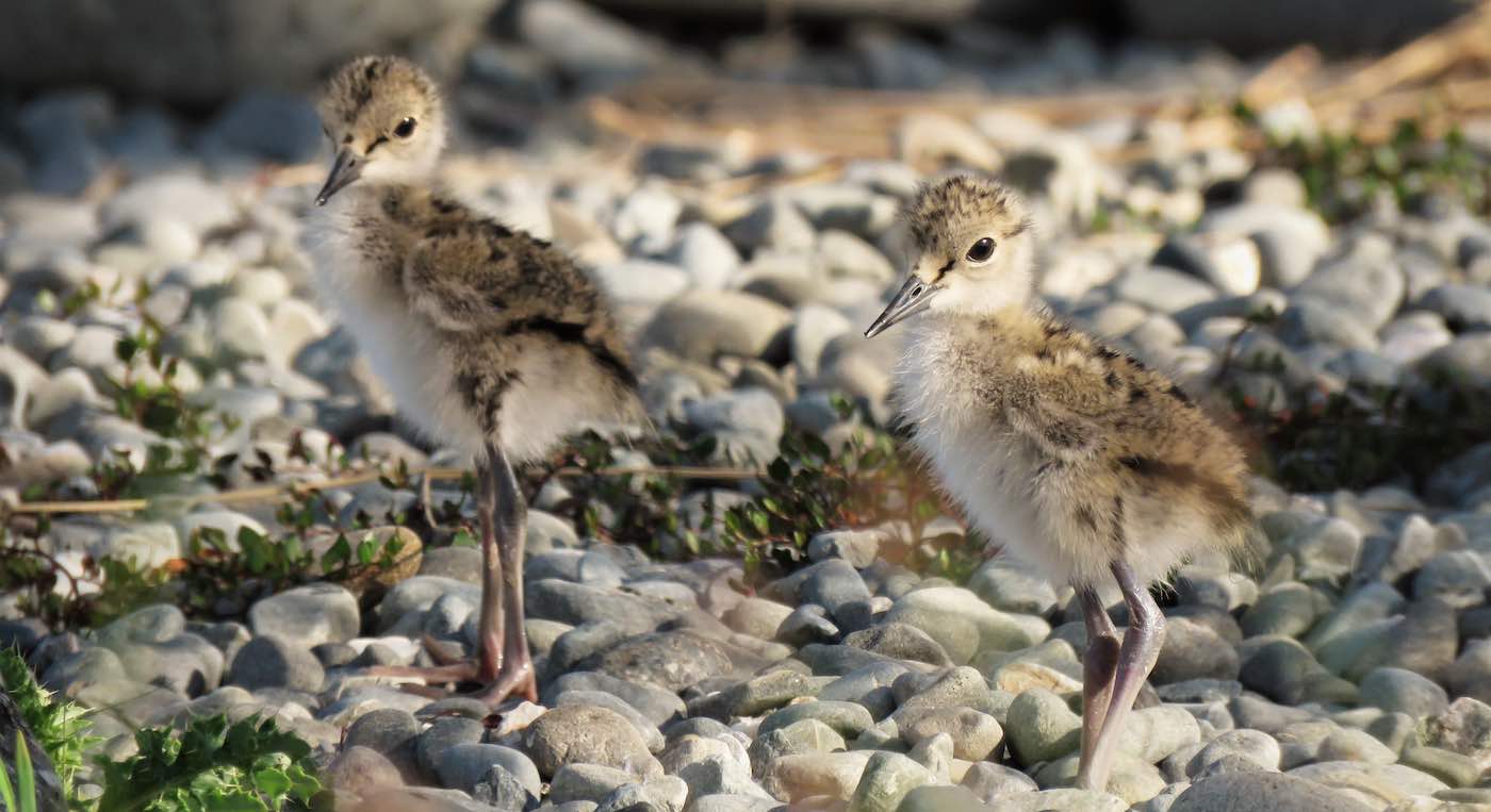World’s Rarest Wading Bird is Making a Comeback as Its Population Rises ...