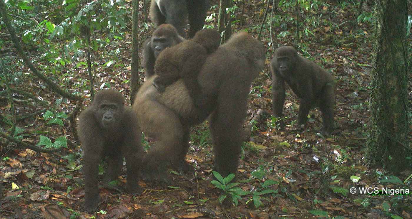 Camera Traps Reveal New Babies Born to World’s Rarest Great Ape Species ...