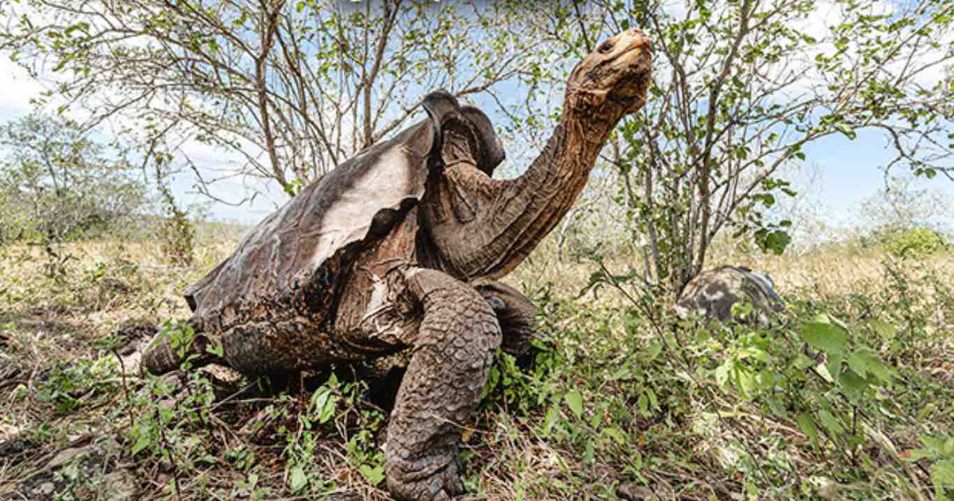 15 Giant Tortoises Finally Returned to Their Galapagos Island Home ...