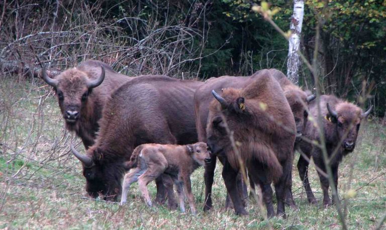 Wild Bison Are Returning to England’s Forests for the First Time in ...