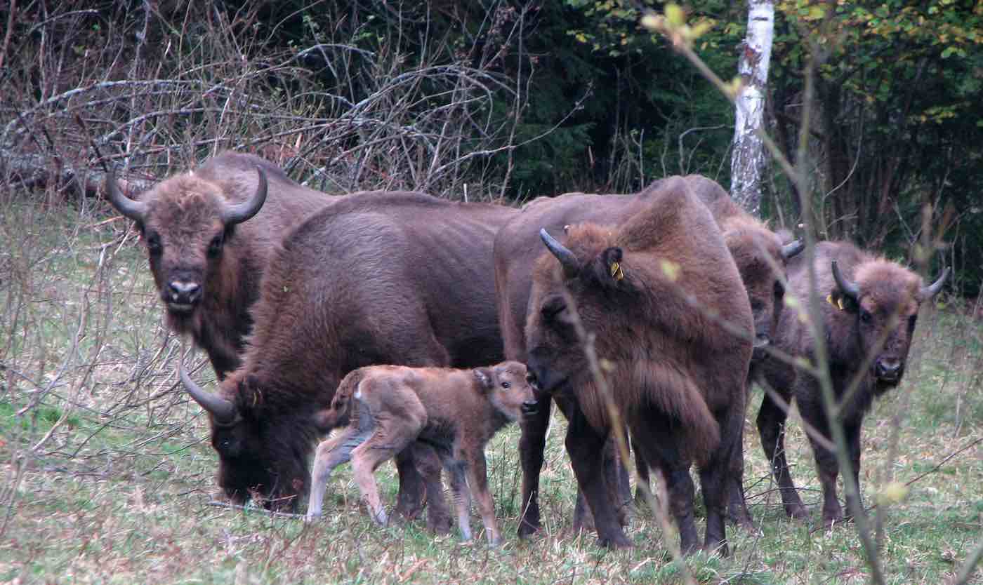 Wild Bison Are Returning to England’s Forests for the First Time in ...