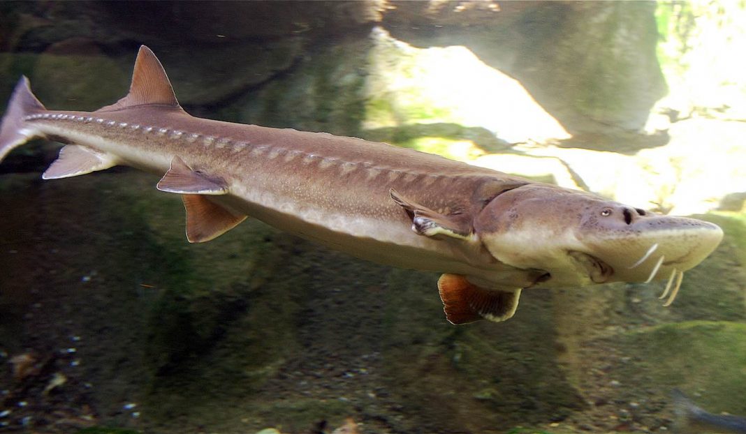 Two Sturgeons Caught in Georgia River Delight Conservationists Who ...
