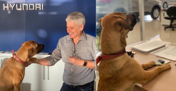 When A Loving Brazilian Street Dog Kept Visiting A Car Dealership, They ...
