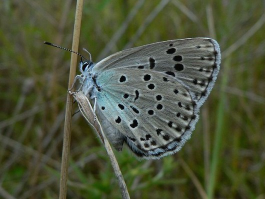 Large Blue Butterflies Were Extinct in England, But Now Those Beauties ...
