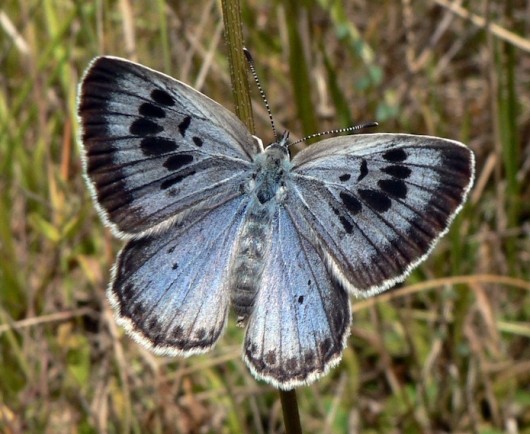 Large Blue Butterflies Were Extinct in England, But Now Those Beauties ...