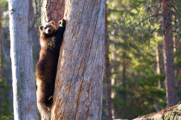 Colorado Begins Planning Return of Wolverine Across its Parks, Absent ...