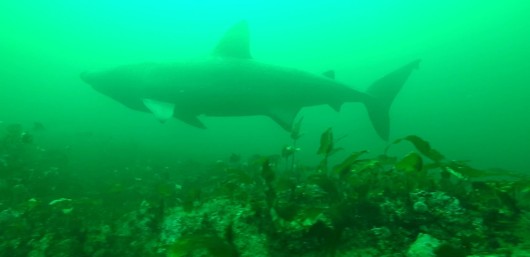 'SharkCam' Reveals Secret Breeding Life Of The Endangered Basking Shark ...