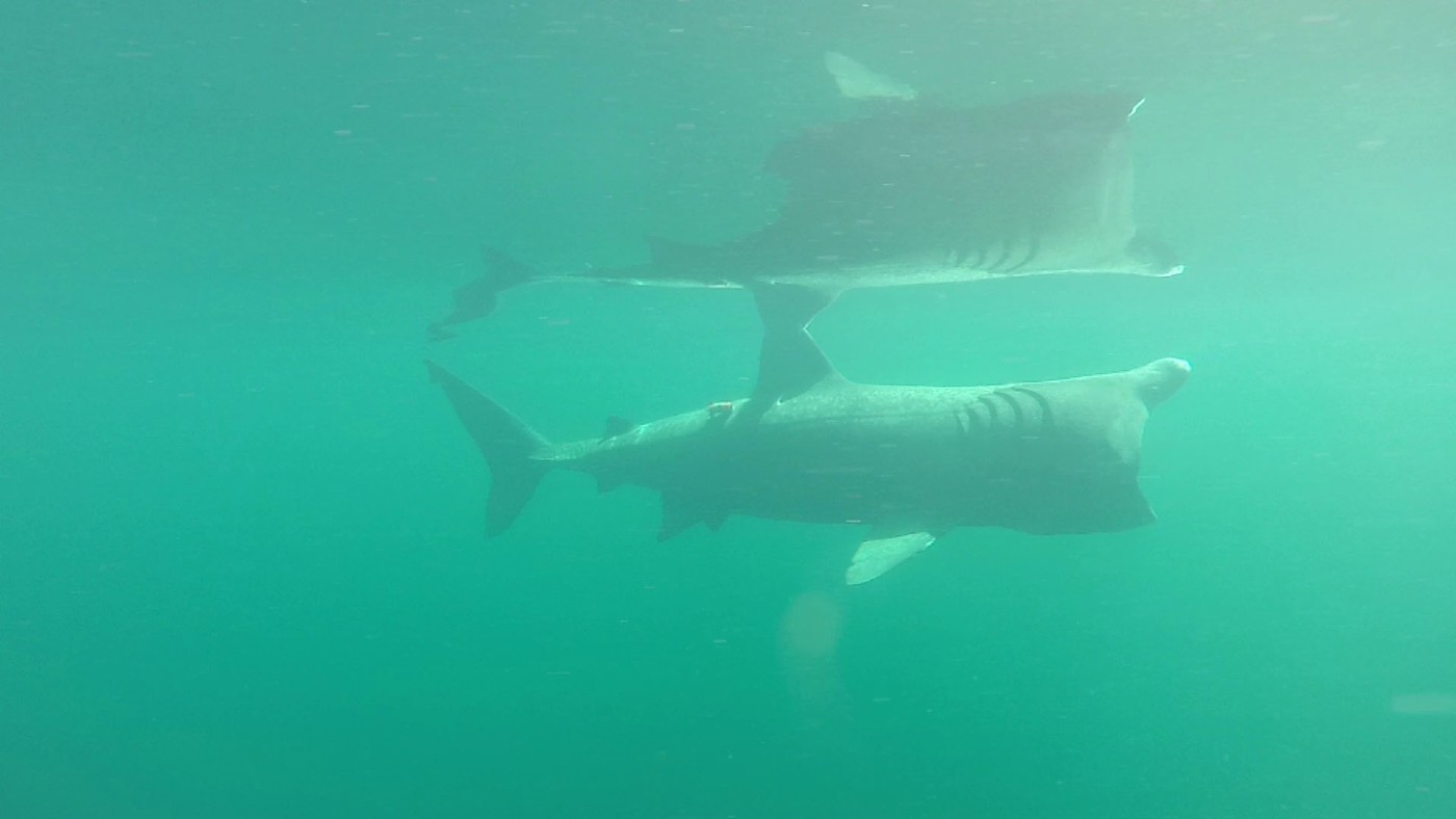 'SharkCam' Reveals Secret Breeding Life Of The Endangered Basking Shark ...