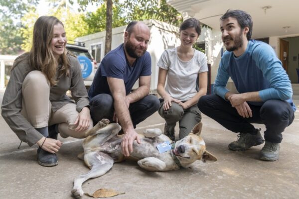 A Lost Pup Has Become the Official Mascot of Joy For Thousands in ...