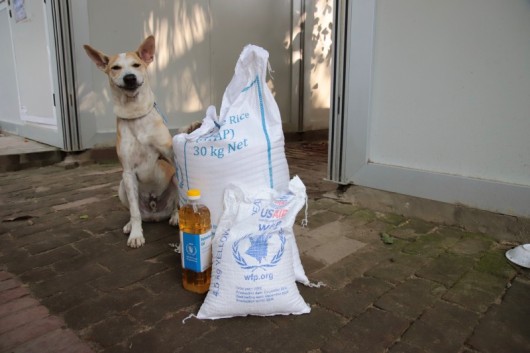 A Lost Pup Has Become the Official Mascot of Joy For Thousands in ...