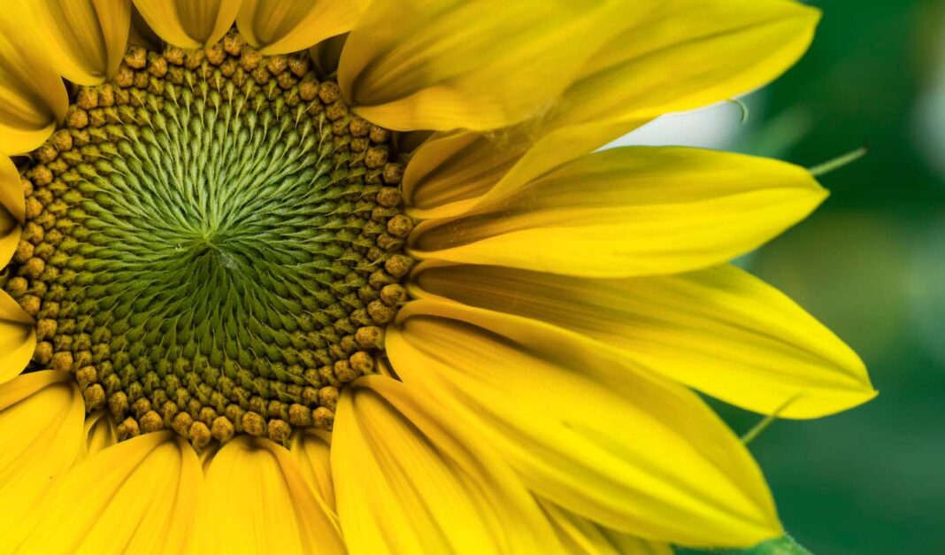 The Mind-Blowing Mathematics of Sunflowers ...From Scientific American ...