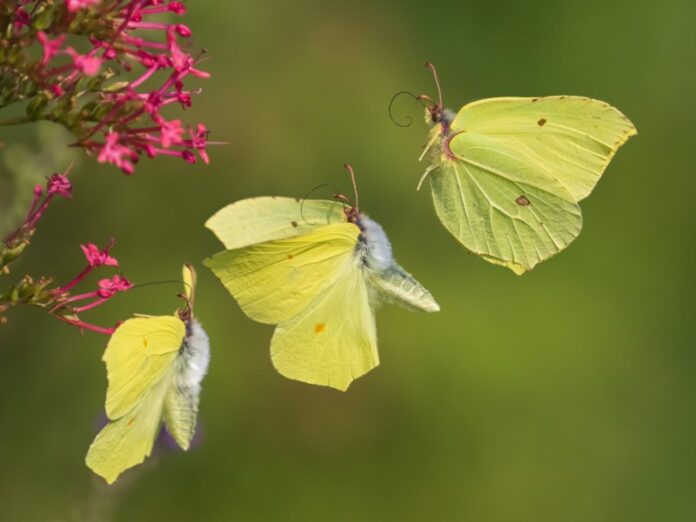 Photographer Captures His Passion for the Flight of the Butterfly ...