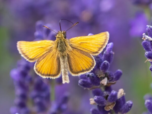 Photographer Captures His Passion for the Flight of the Butterfly ...