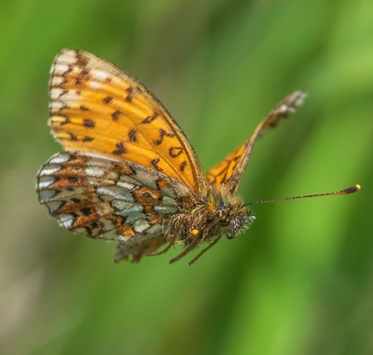 Photographer Captures His Passion for the Flight of the Butterfly ...