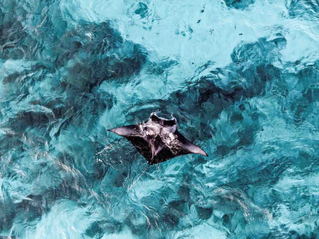 Scientists Find Only The Third Manta Ray Nursery in the World, “Right ...