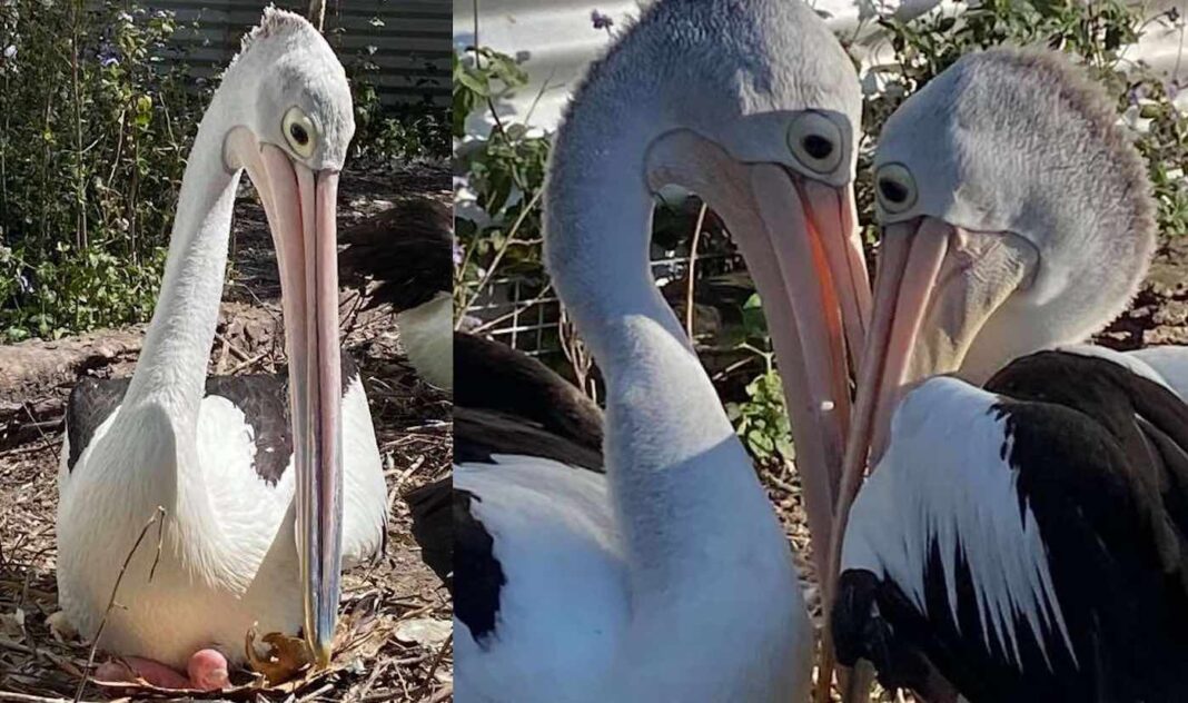 Pelican That Tried to Hatch Chick of its Own for Years Gets Some Help ...