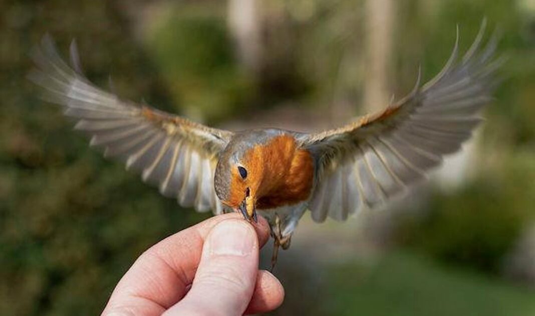 Man‘s Best Buddy is a Red Robin That Helped Him Through Trauma – Watch ...