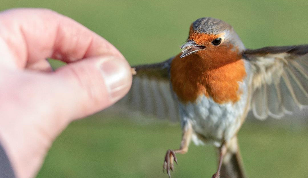 Man‘s Best Buddy is a Red Robin That Helped Him Through Trauma – Watch ...
