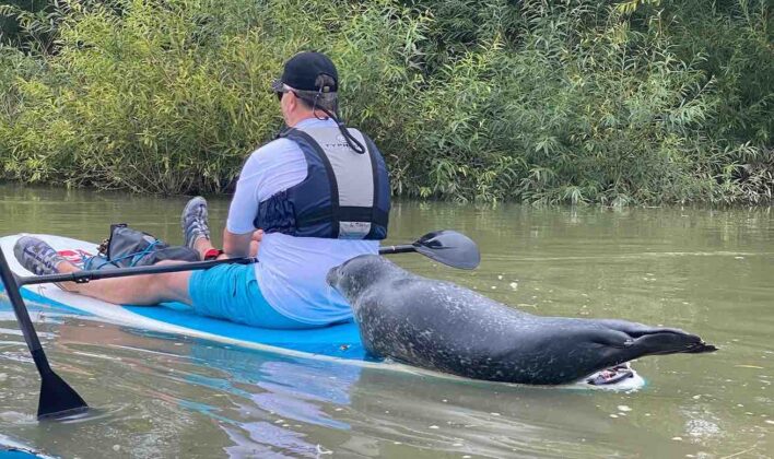 Watch the Moment This Seal Jumps Right on the Back of a Paddle Board to ...