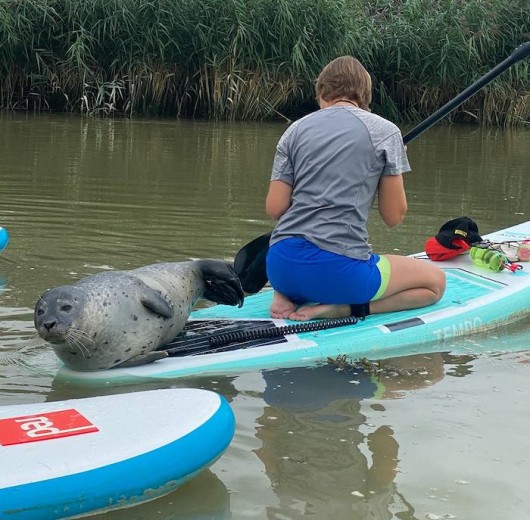 Watch the Moment This Seal Jumps Right on the Back of a Paddle Board to ...