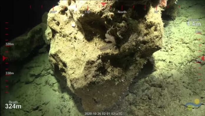 Scientists ‘Elated’ After Finding Massive Coral Reef—The First Reef to ...