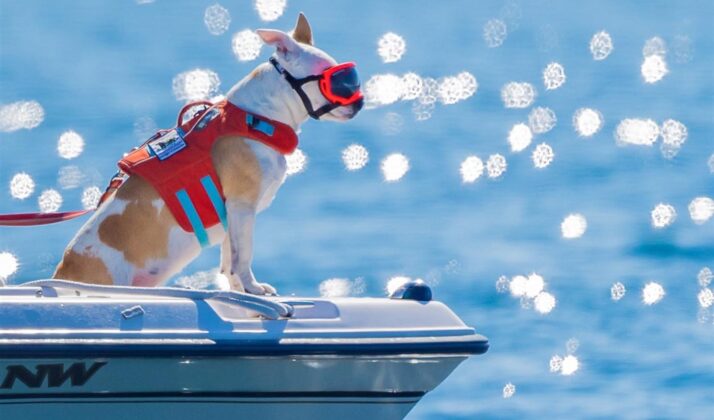 Rescue Dog Helps Save Endangered Whales By Sniffing Out Their Poop as a ...