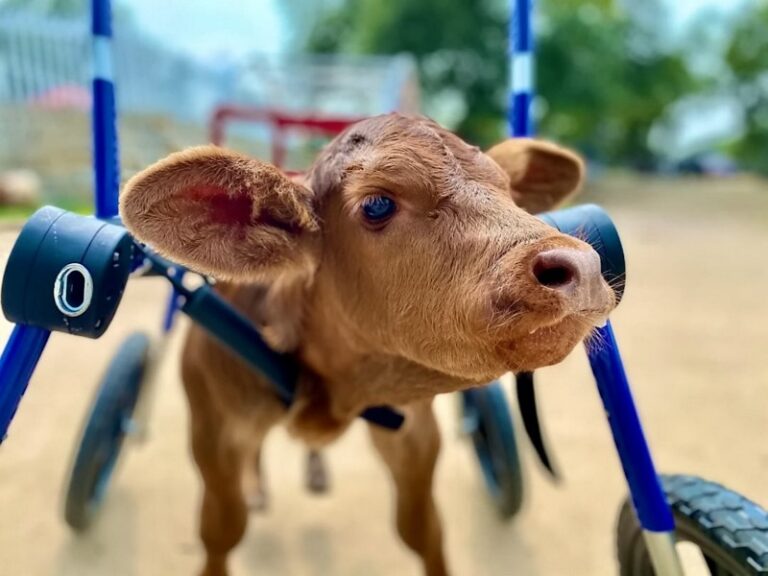 Baby Cow Gets to Take Her First Steps, Thanks to a Wheelchair Made Just ...