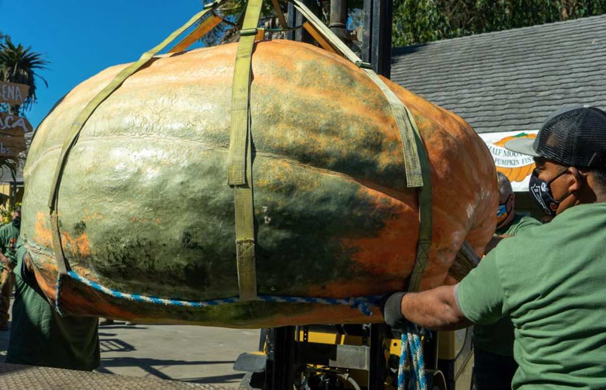 Monster Pumpkin Weighing 2,350 Pounds is Crowned Largest Grown in North ...
