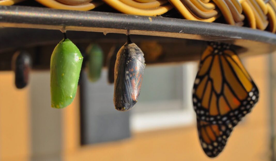 Amazing Quarter-Million Monarchs in 2021, Up From Just 2,000 the Year ...