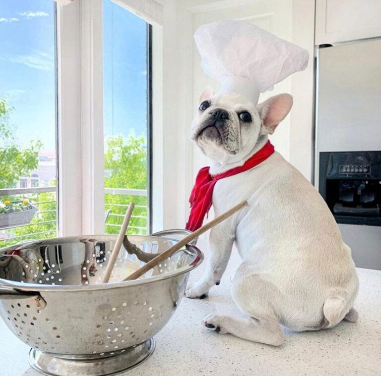 Meet Toad, the French Bulldog Who's Dressing Up in Halloween Costumes ...