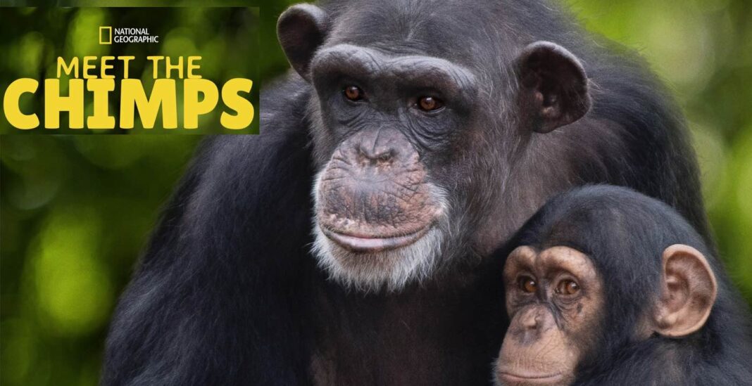 Nat Geo Series Follows Rescued Chimpanzees in Sanctuary Where High Jinx ...