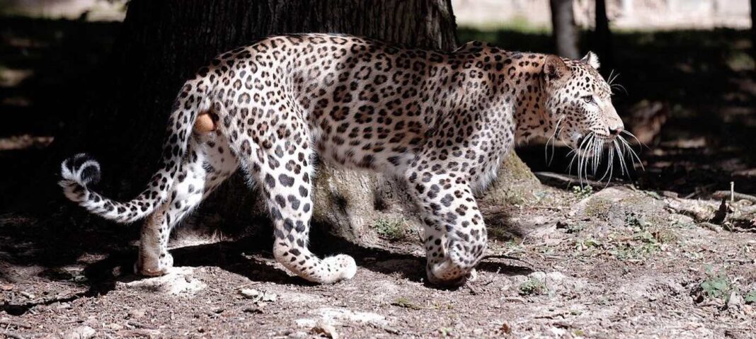 Farmer Saves Sickly Leopard by Carrying it to Forest Officials on His ...