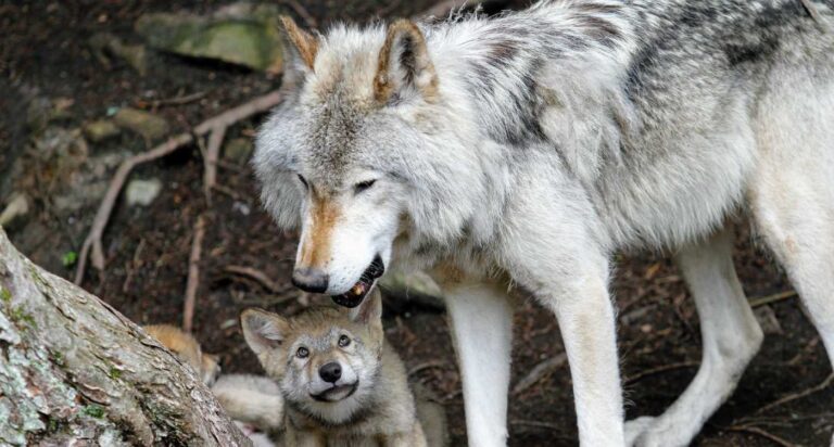 Howling With Joy: After 45 Years, the Gray Wolf Has Successfully Been ...