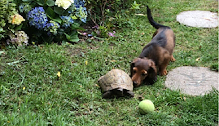 Watch Family’s Dachshund and Speedy Tortoise Playing Football Together