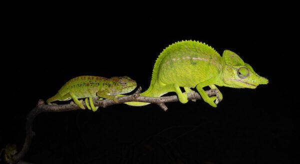 Chameleons Not Seen By Scientists For 100 Years Found in a Madagascar ...