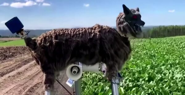 Japanese Town Deploys Growling Robot 'Wolves' to Protect Residents From ...