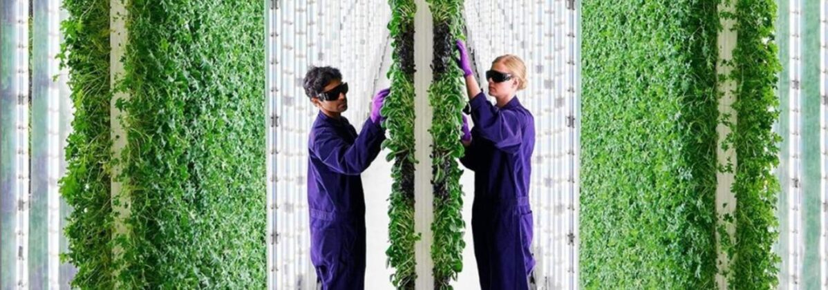 This 2-Acre Vertical Farm Produces More Than ‘Flat Farms’ That Are ...