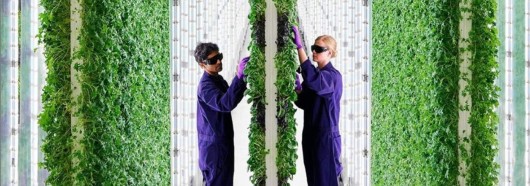 This 2-Acre Vertical Farm Produces More Than ‘Flat Farms’ That Are ...