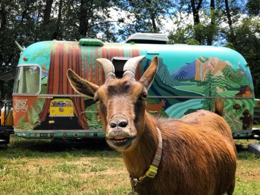 ‘Frankie the Adventure Goat’ Has Traveled Over 60,000 Miles Across ...