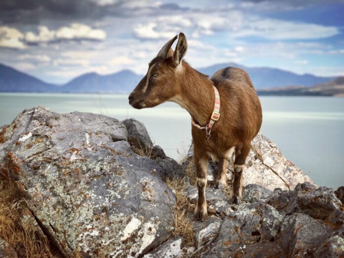 ‘Frankie the Adventure Goat’ Has Traveled Over 60,000 Miles Across ...